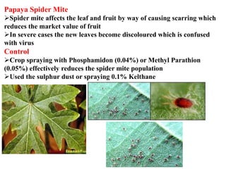 Production Technology of Papaya 5 (1).pptx