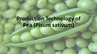 Production Technology of Pea (Pisum sativum) (1151).pdf