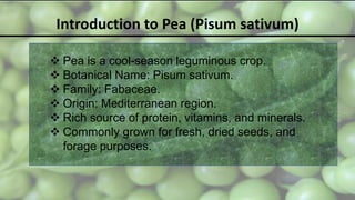 Production Technology of Pea (Pisum sativum) (1151).pdf