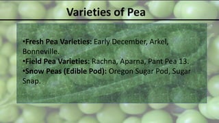 Production Technology of Pea (Pisum sativum) (1151).pdf