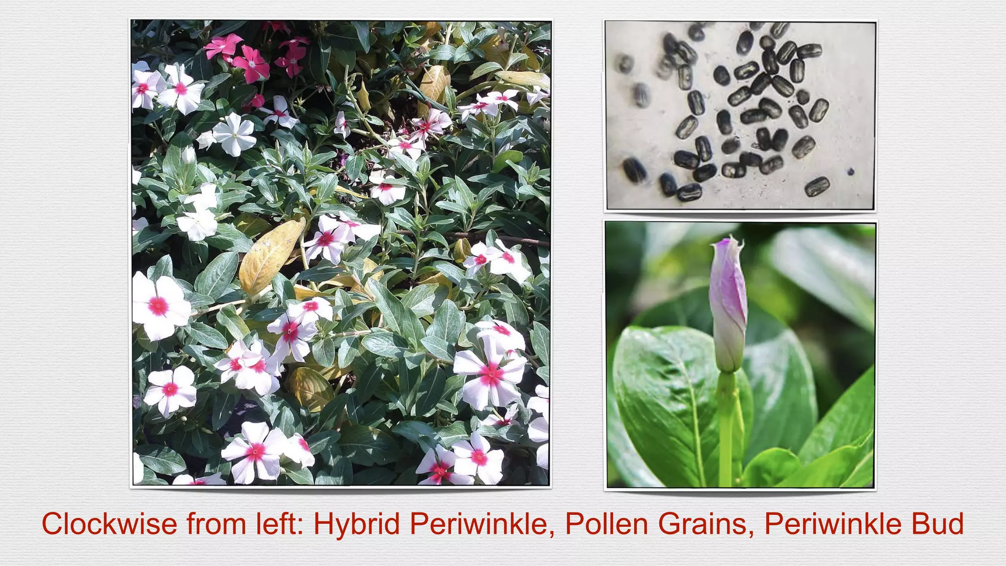 Production Technology of Periwinkle | PPTX