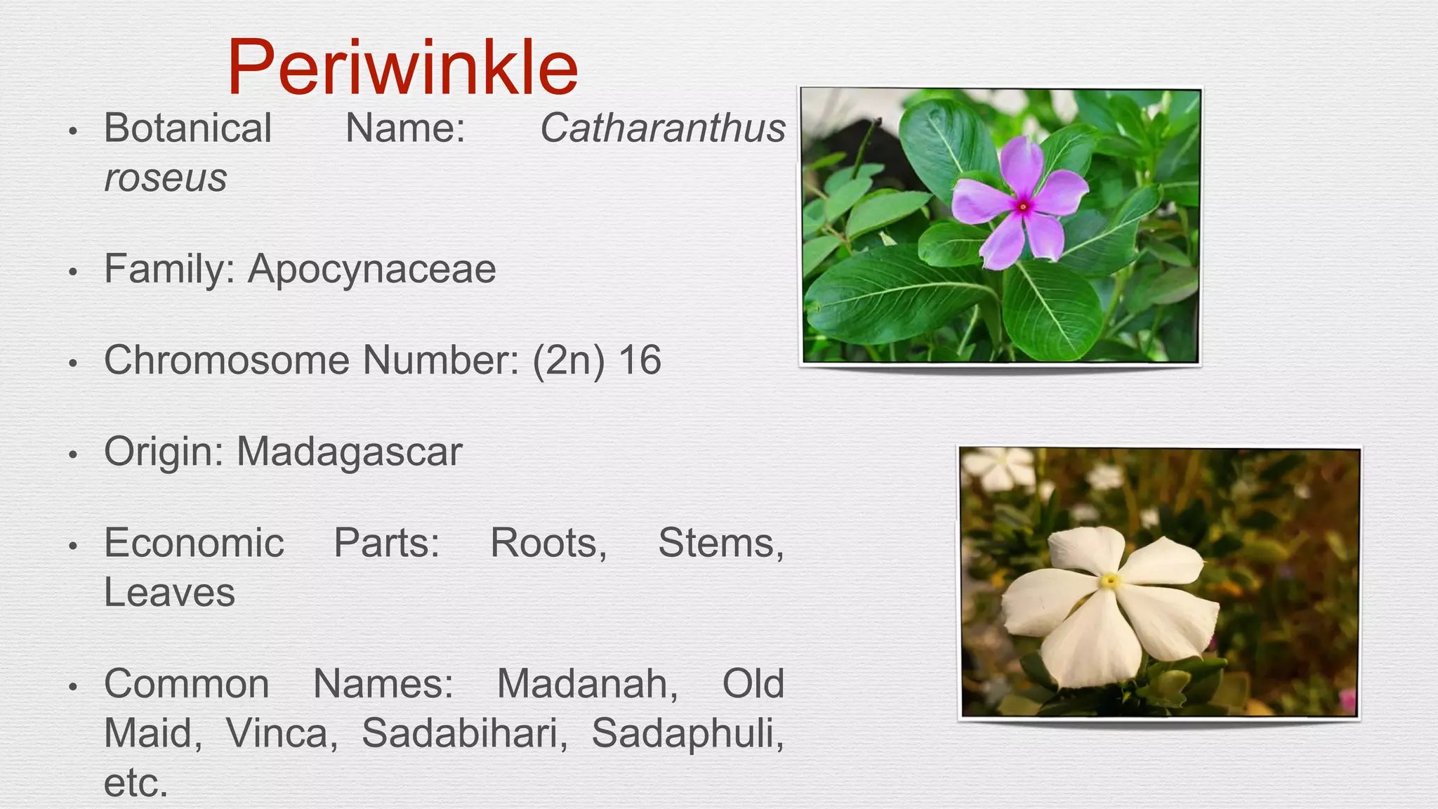 Production Technology of Periwinkle | PPTX
