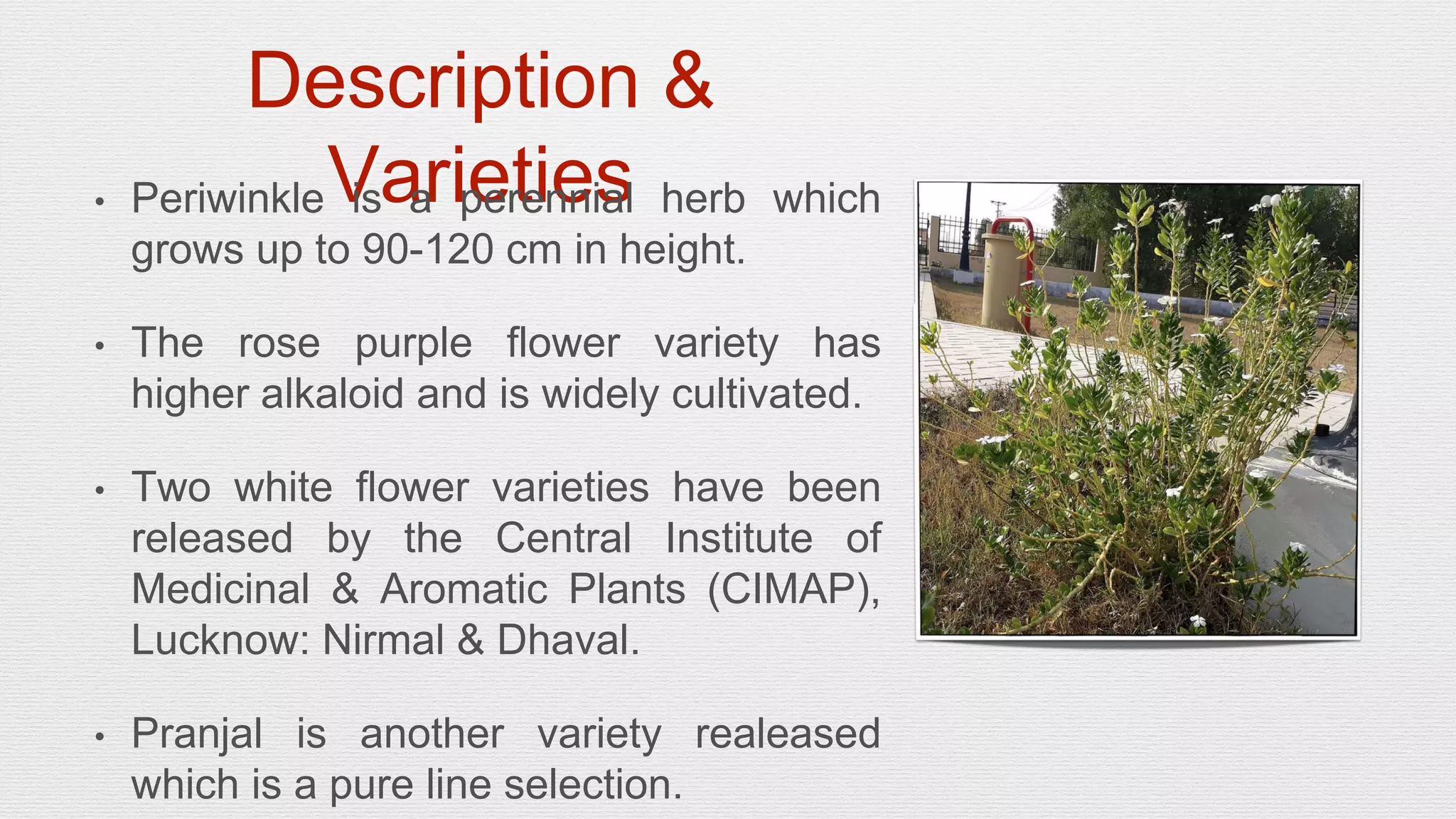 Production Technology of Periwinkle | PPTX