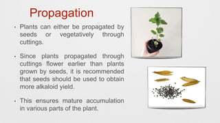 Production Technology of Periwinkle | PPTX