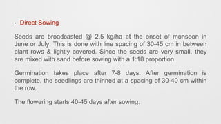 Production Technology of Periwinkle | PPTX