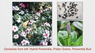 Production Technology of Periwinkle | PPTX