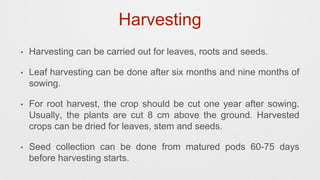 Production Technology of Periwinkle | PPTX