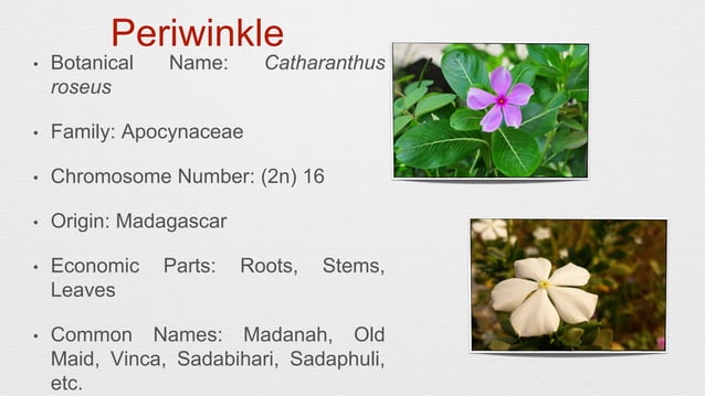 Production Technology of Periwinkle | PPTX | Agriculture | Industries