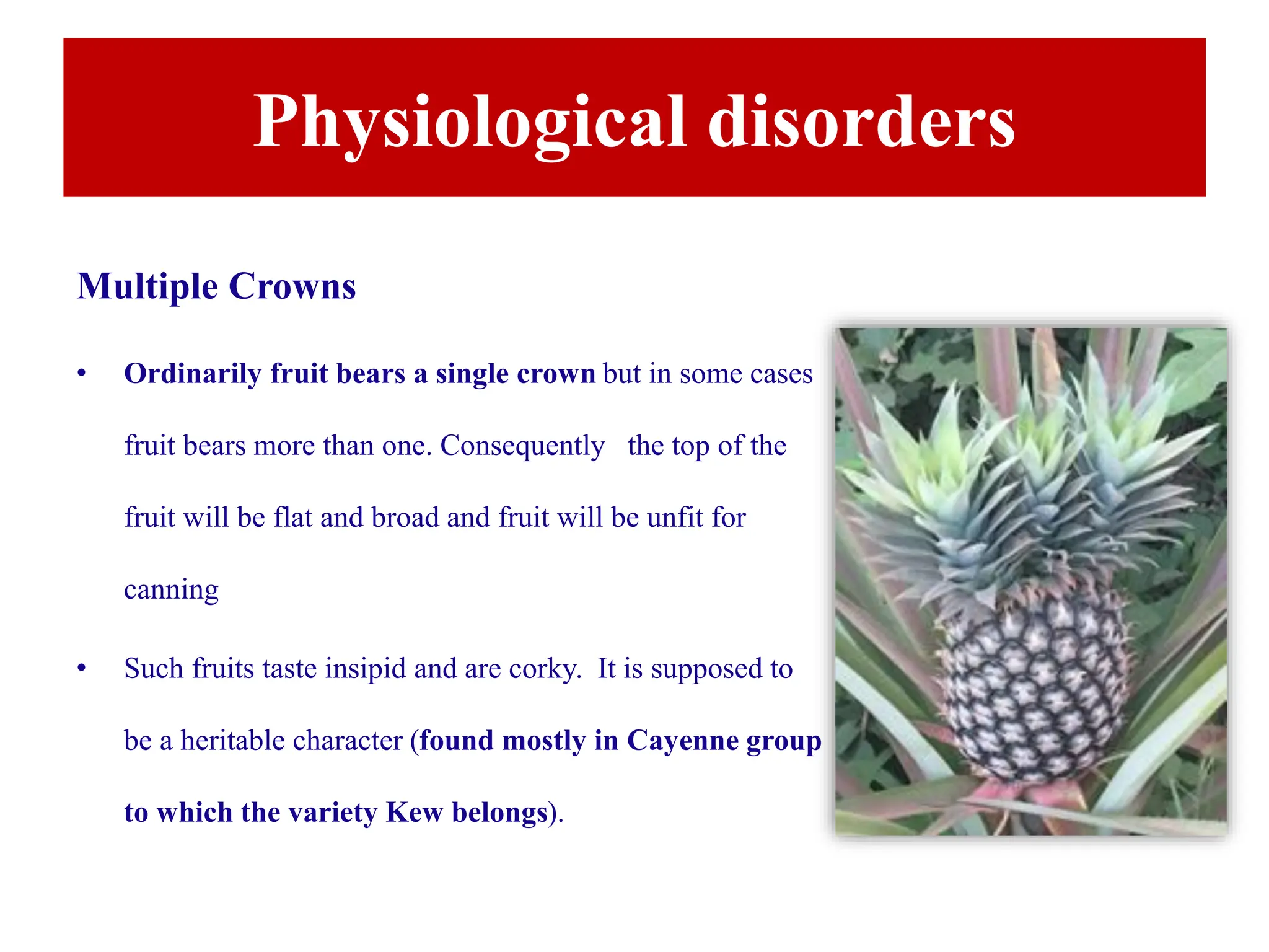 Advances in Production Technology of Pineapple.pdf