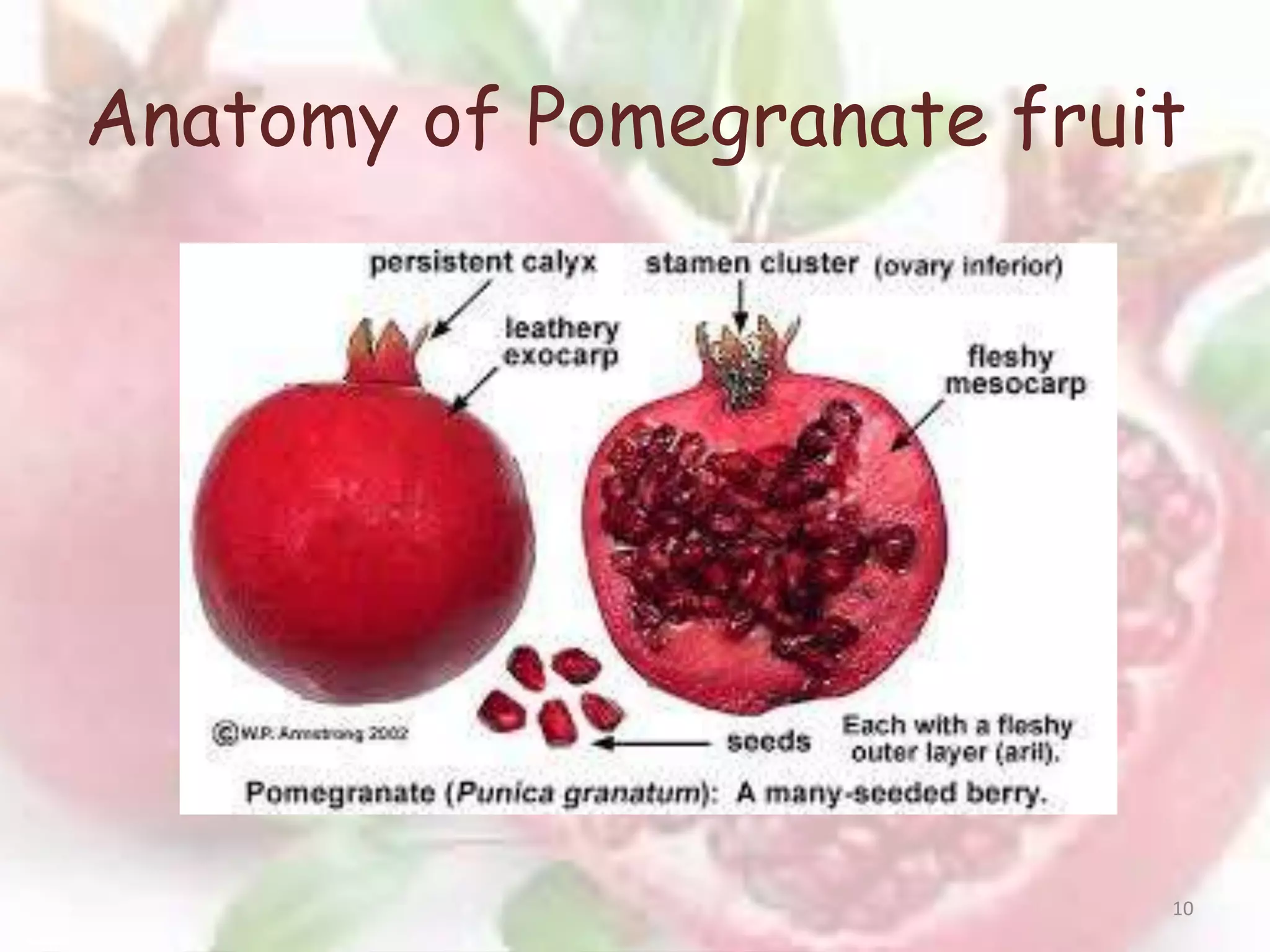 Production technology of pomegranate | PPTX