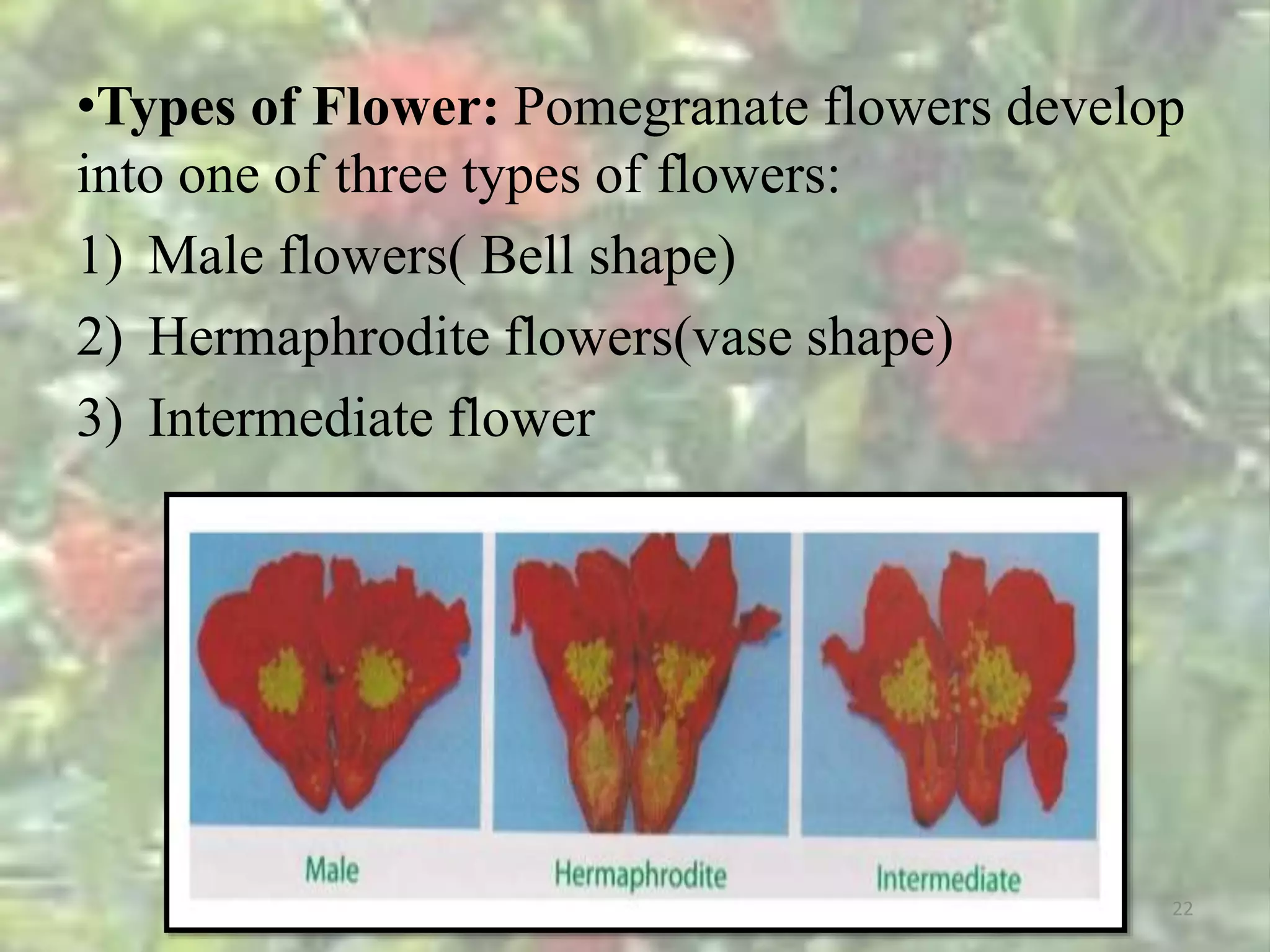 Production technology of pomegranate | PPTX