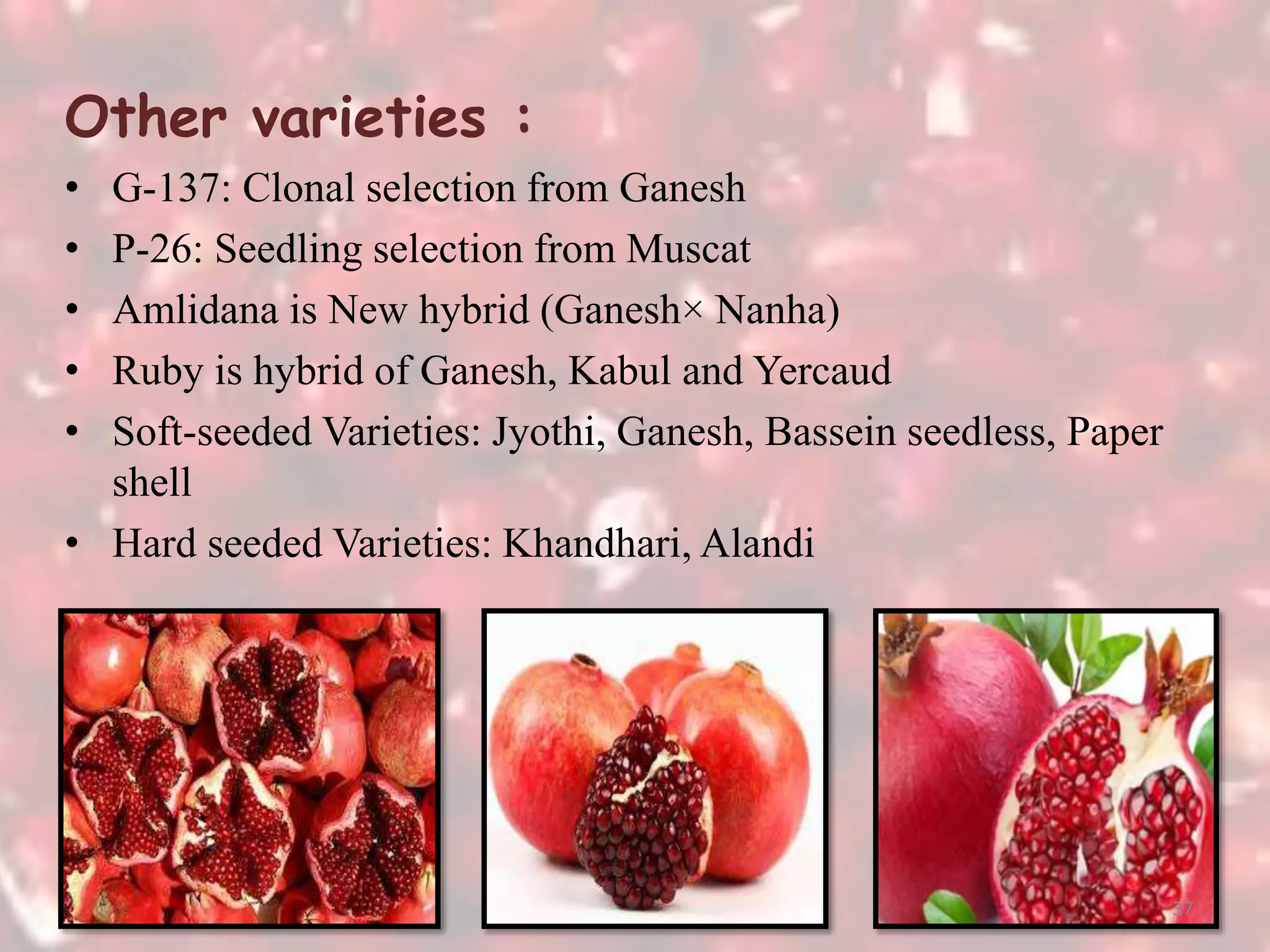 Production technology of pomegranate | PPTX