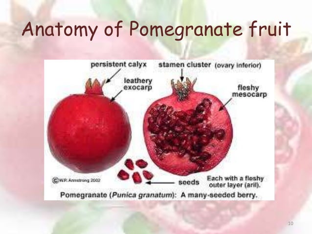 Production technology of pomegranate | PPTX