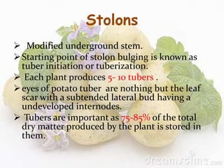 Production technology of Potato.pptx