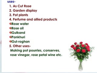 production technology of rose........ppt