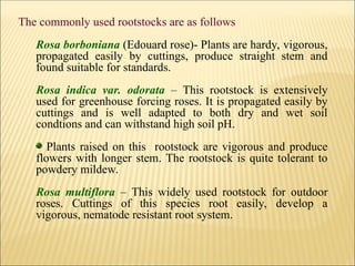 production technology of rose........ppt