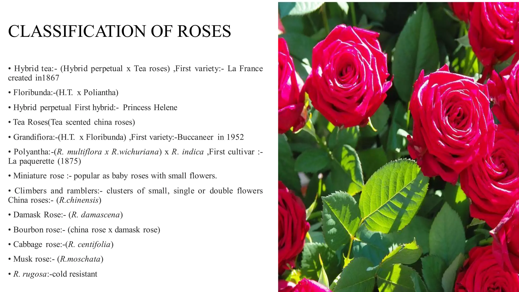 PRODUCTION TECHNOLOGY OF ROSES.pdf