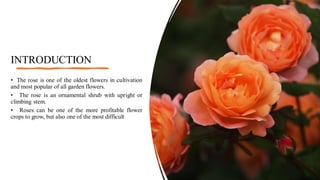 PRODUCTION TECHNOLOGY OF ROSES.pdf