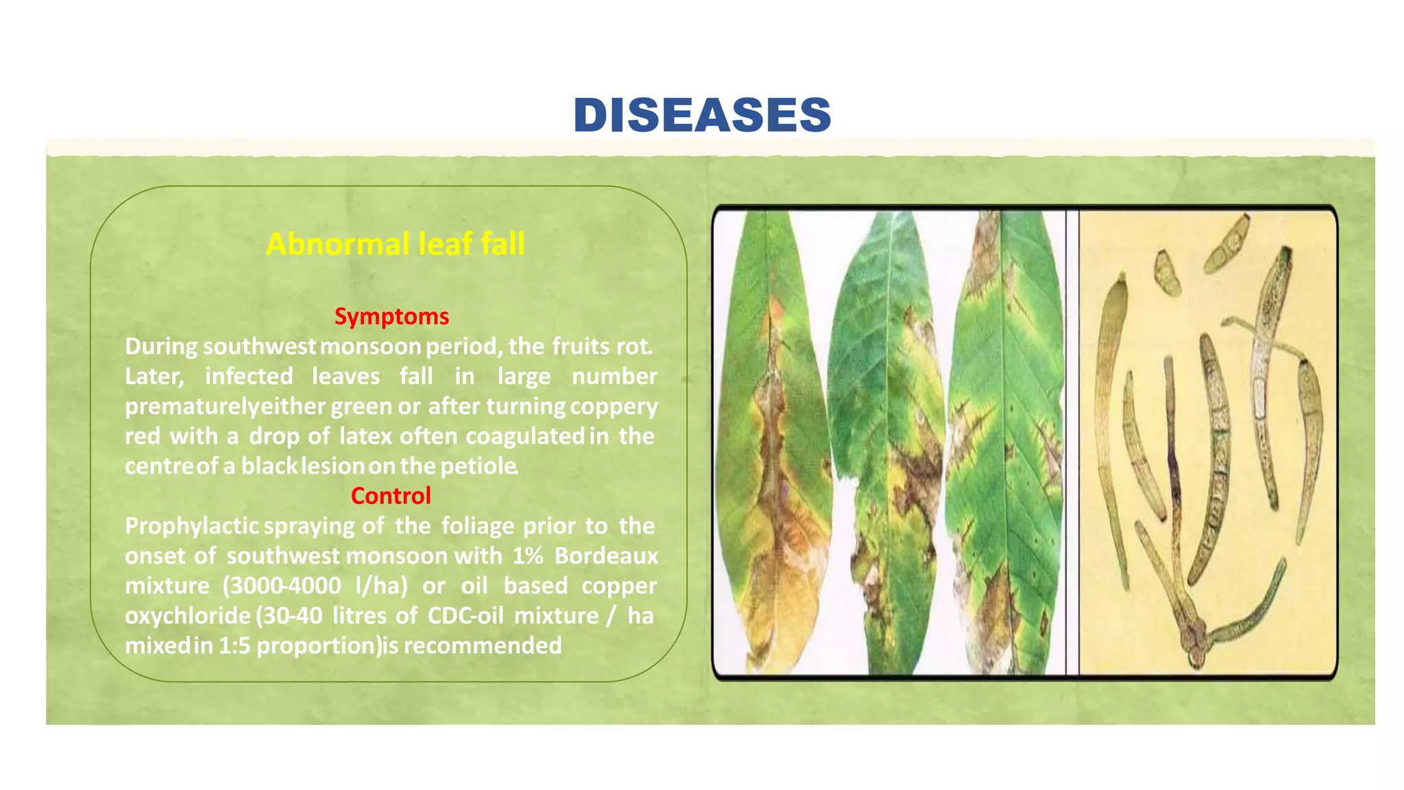 Production technology of rubber tree | PDF