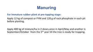Production technology of rubber tree | PDF