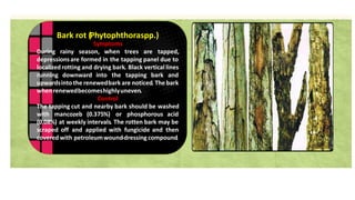 Production technology of rubber tree | PDF