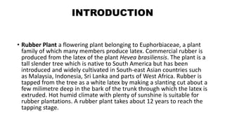 Production technology of rubber tree | PDF