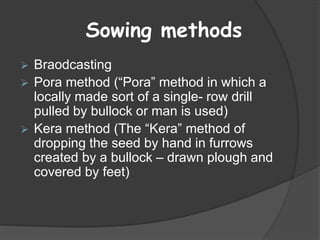 Production technology of sorghum pearl millet and shaftal | PPTX