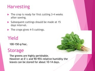 Production technology of spinach | PPTX
