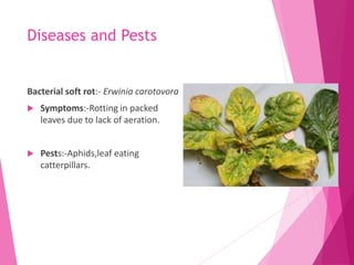 Production technology of spinach | PPTX