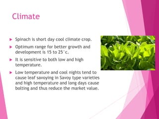 Production technology of spinach | PPTX