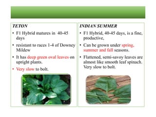 Production technology of spinach vanisree | PPTX