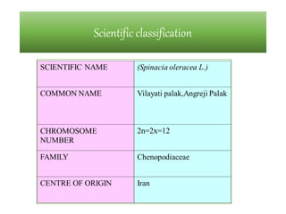 Production technology of spinach vanisree | PPT