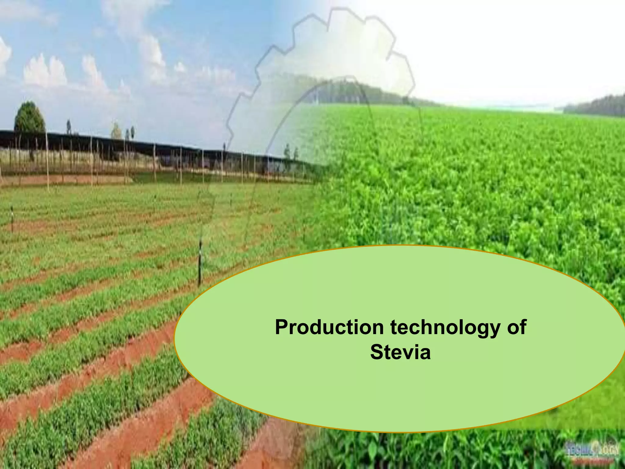 Production technology of stevia | PPTX