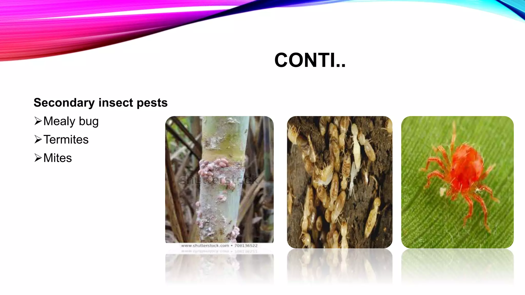 Production technology of sugarcane | PPTX
