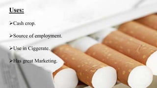 Production technology of tobacco | PPTX