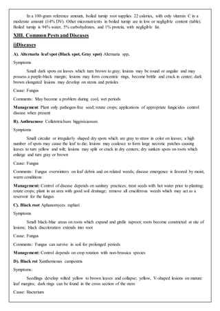 Production technology of turnip | DOCX