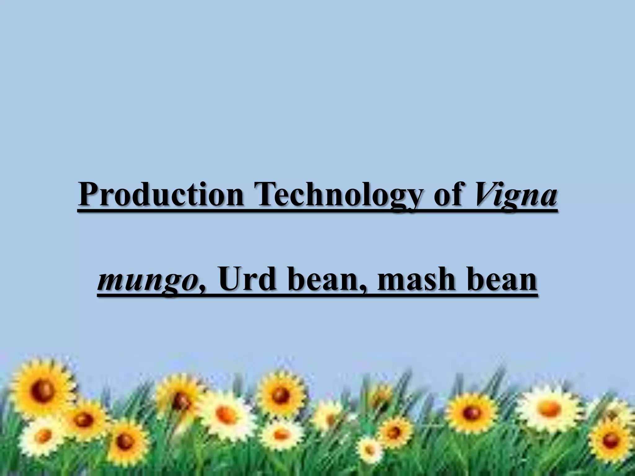 Production technology of vigna mungo,mash bean | PPT