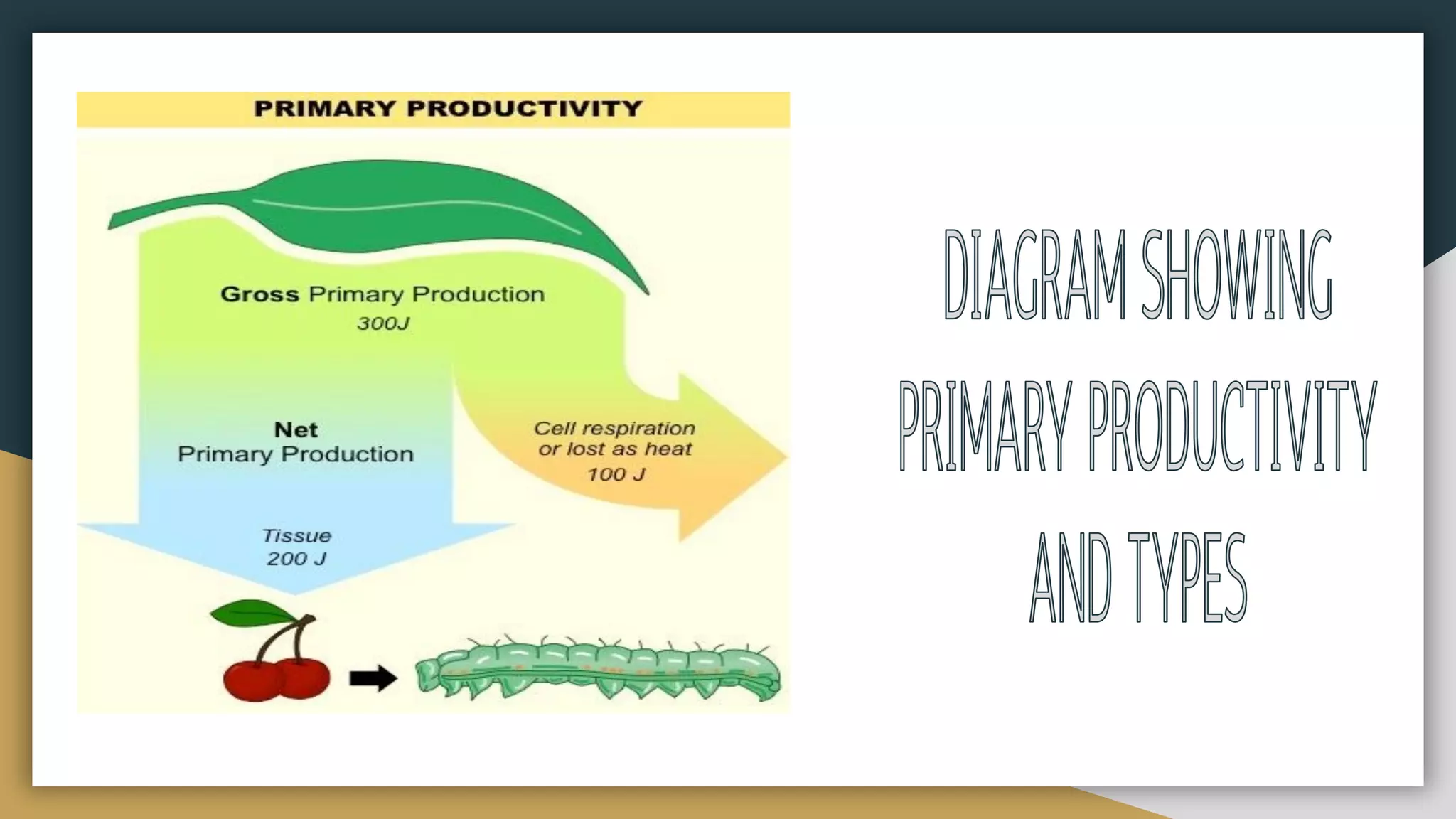 Productivity in ecosystem | PDF