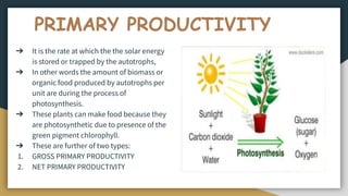 Productivity in ecosystem | PDF