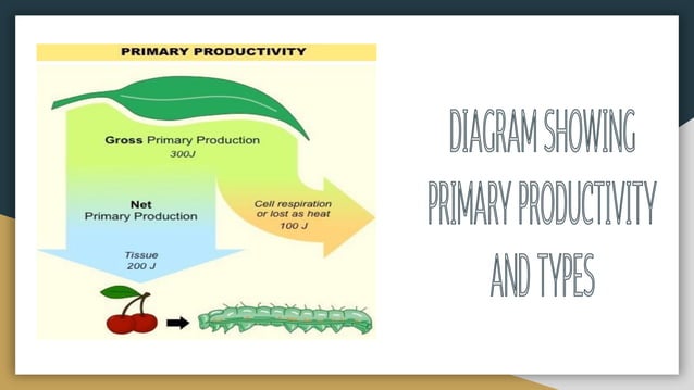 Productivity in ecosystem | PDF
