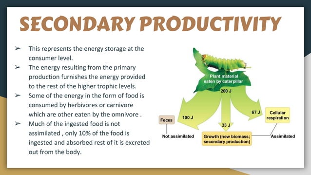 Productivity in ecosystem | PDF