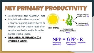 Productivity in ecosystem | PPT