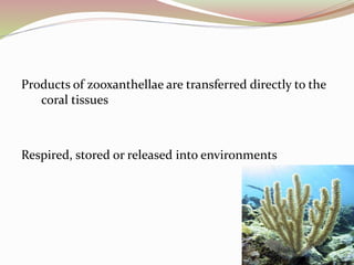 Productivity of coral reefs | PPTX