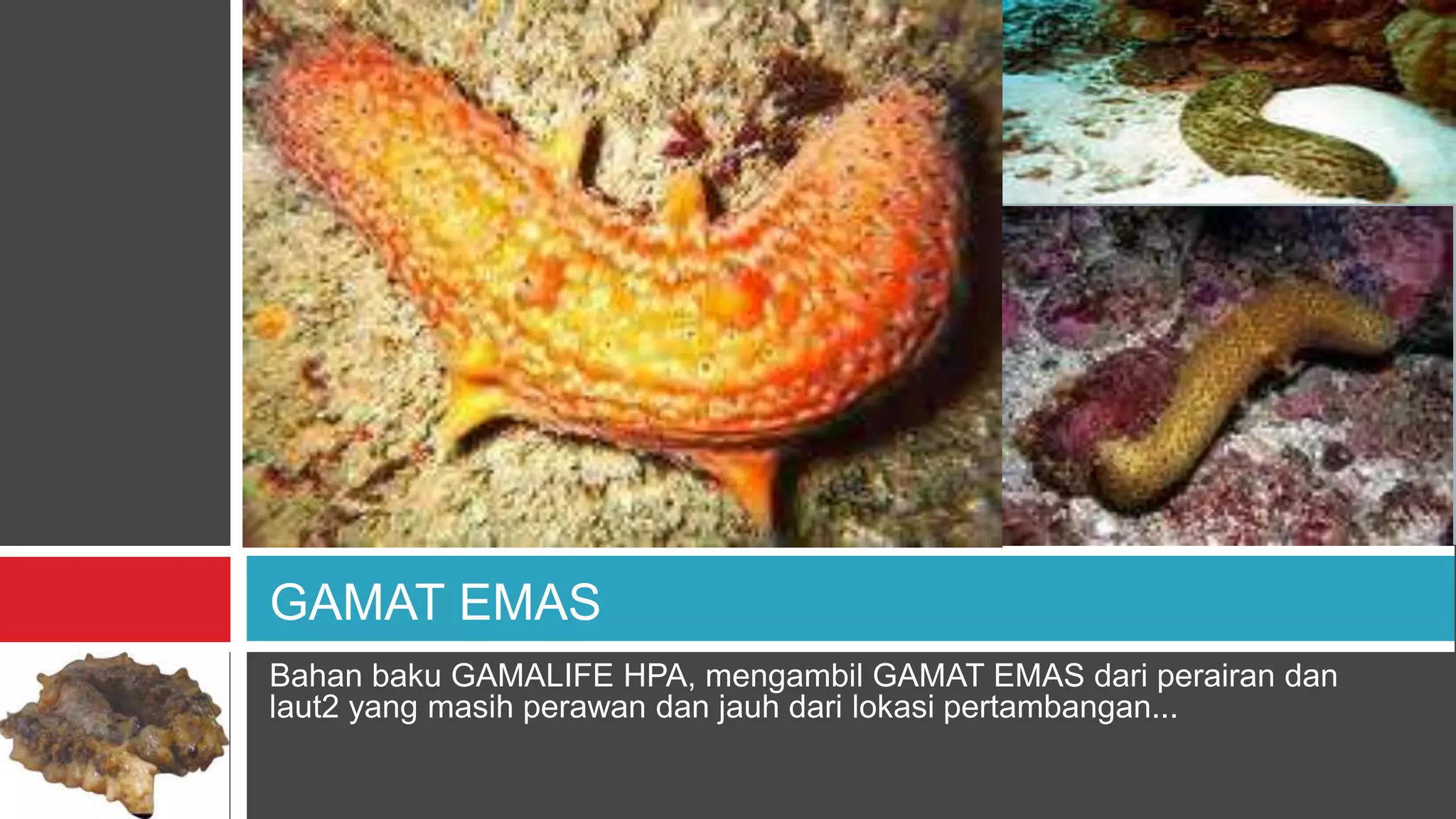 Product knowledge kapsul gamat hpai timun emas | PPT