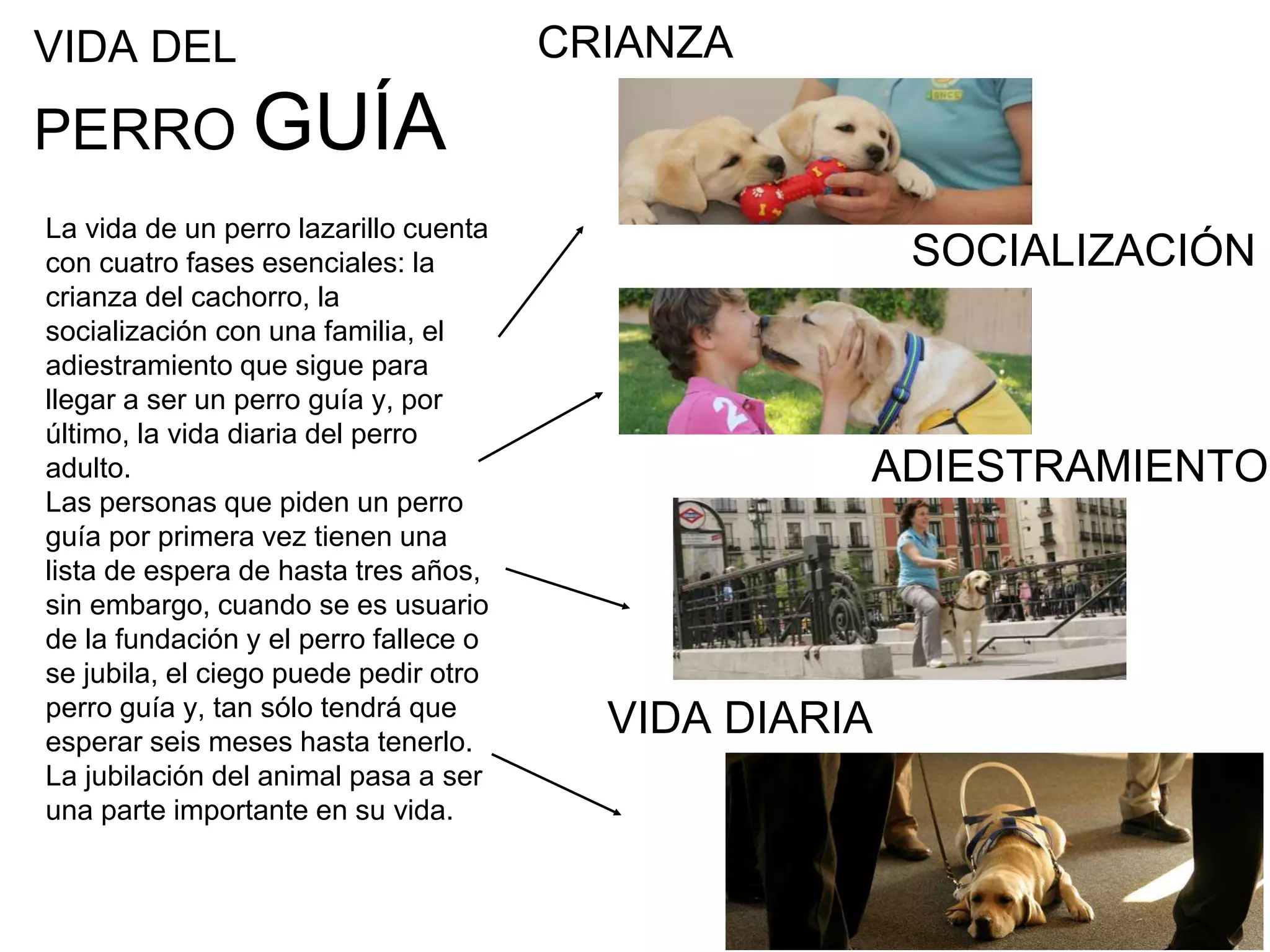 GUÍA DE PERROS LAZARILLO | PPTX