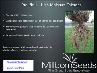 Alfalfa Products | PPTX | Agriculture | Industries