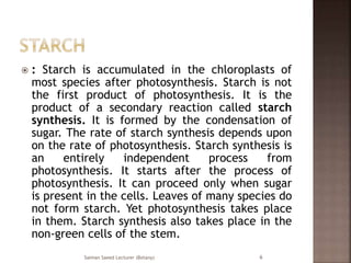 Products of Photosynthesis by Salman Saeed Lecturer Botany | PPT