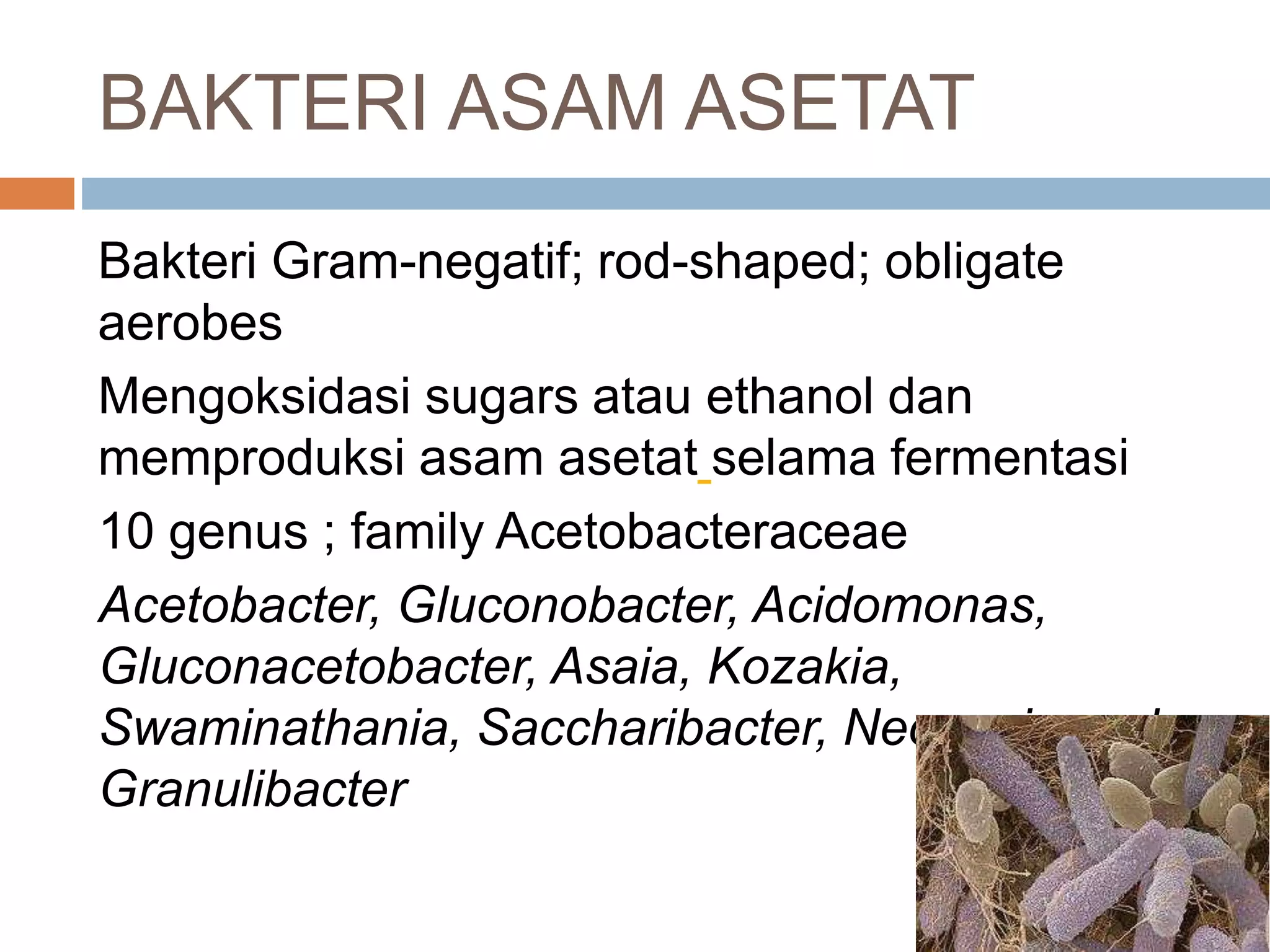 PRODUK FERMENTASI BAKTERI ASAM ASETAT.pptx