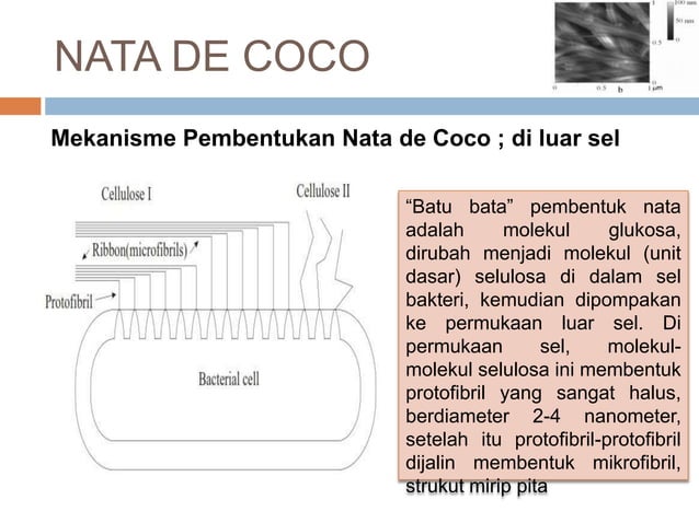 PRODUK FERMENTASI BAKTERI ASAM ASETAT.pptx