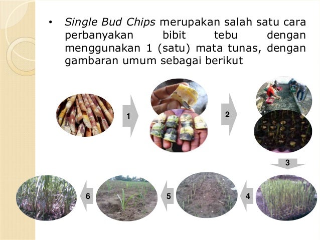 Produksi bibit tebu metode budchip hariprasetyo 2013